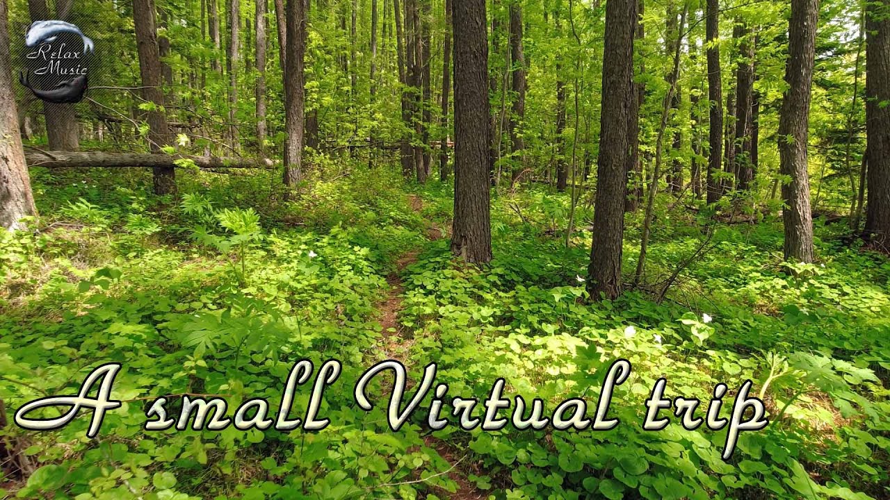 10 минут Красивой расслабляющей музыки и виртуальная прогулка по лесу / Звуки природы