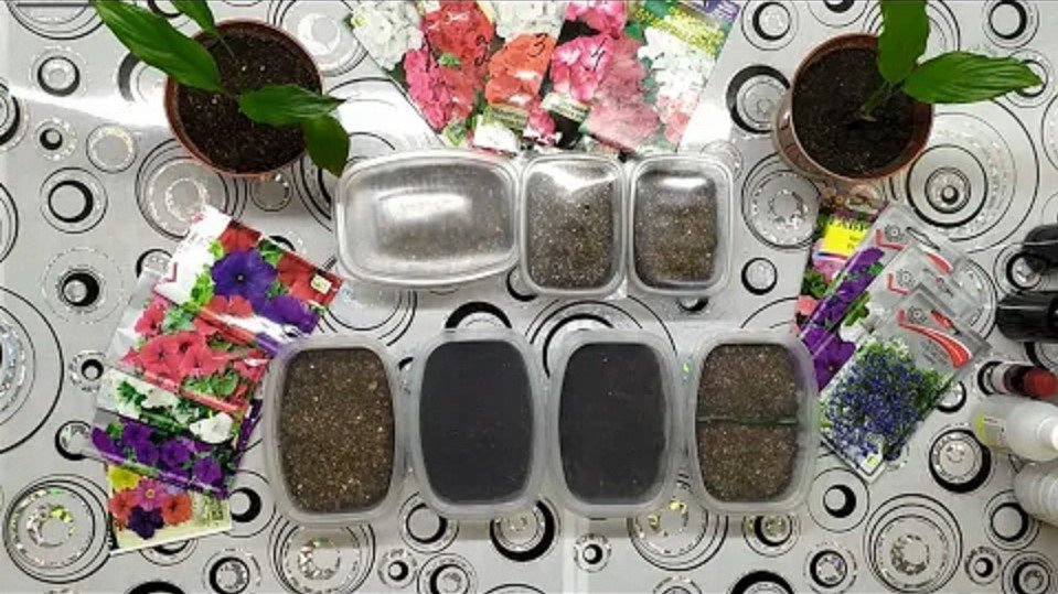 Сеем петунию и пеларгонию.