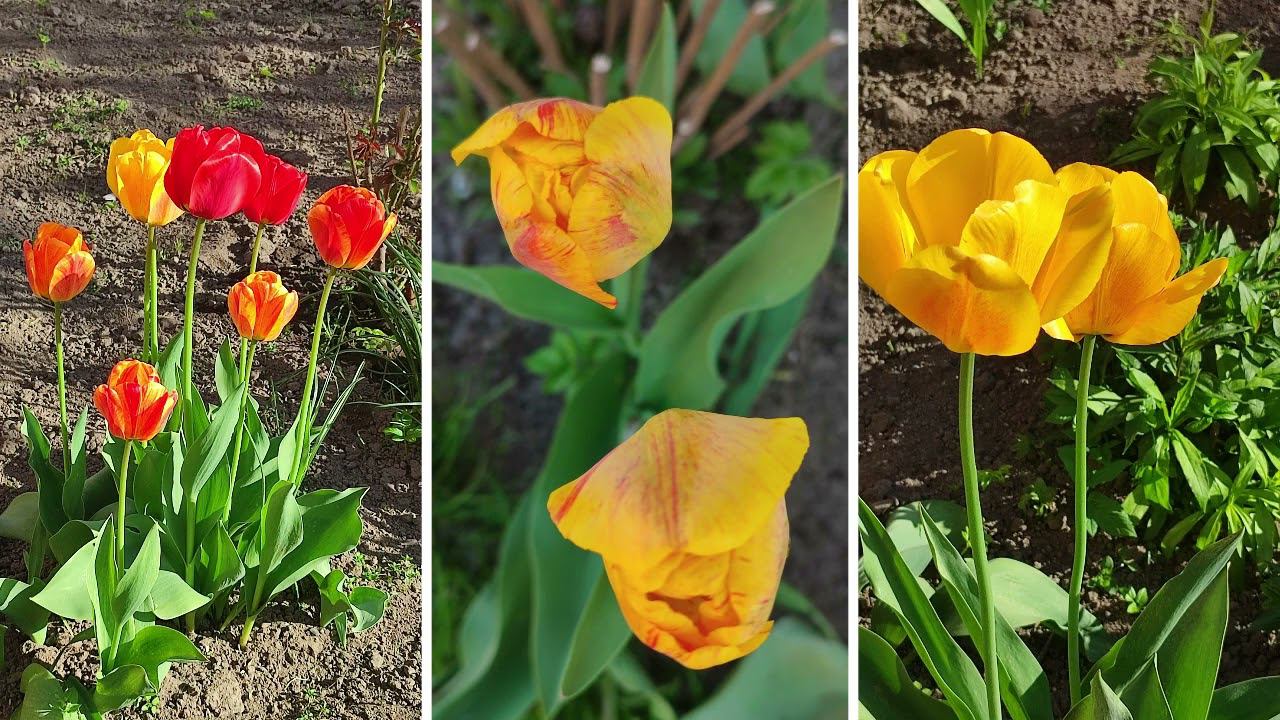 Весна!(фото и стихи автора)