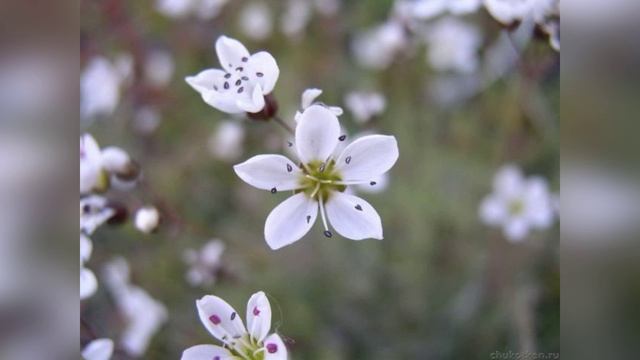 Природа Чукотки ч.1