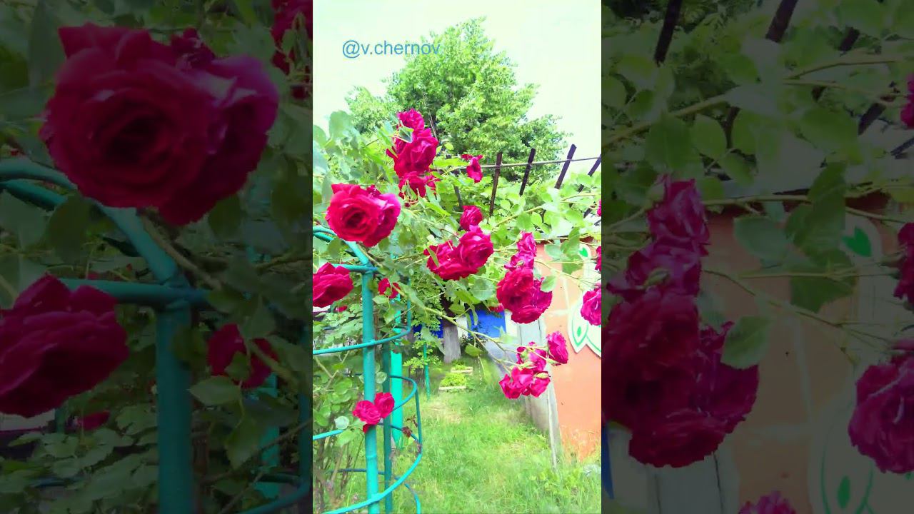 Роза кустовая - украшение улицы