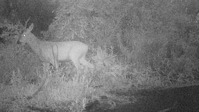 ЦАПЛЯ И КОЗЛИК!!! КАДРЫ С ФОТОЛОВУШКИ!!! 2024!