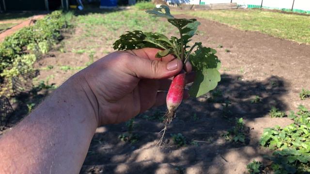 Первая редиска, Сургут