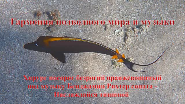 49. Хирург носорог безрогий оранжевошипый музыка Бенджамин Рихтер соната - Наслаждайся тишиной