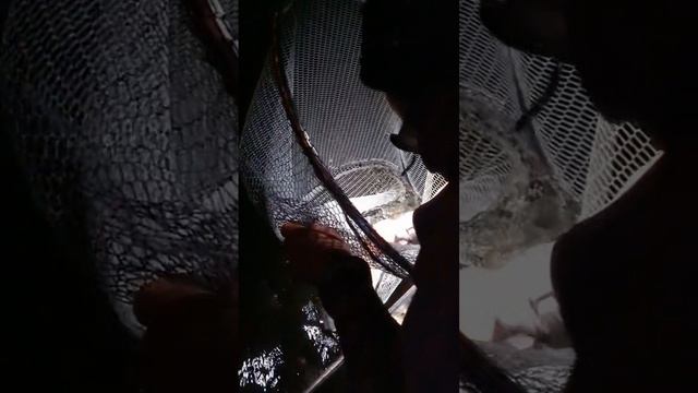 Рыбалка с гидом. Судаковый релиз
