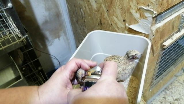 КАННИБАЛИЗМ ПЕРЕПЕЛОВ.mp4