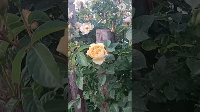 Роза плетистая Грехом Томас #Shorts