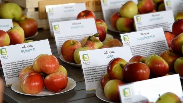 ВКУСНЫЕ ЯБЛОКИ рассказ д.б.н. Натальи Савельевой