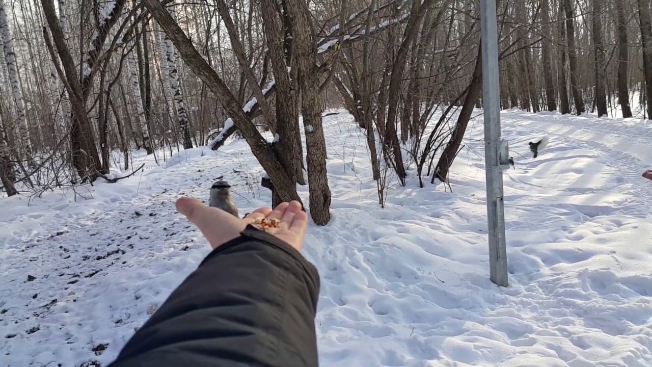 Птичек покормили.