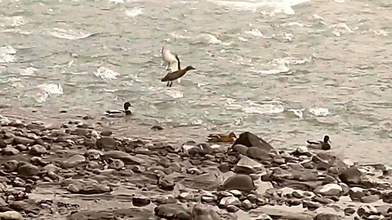 Брачные танцы птиц. Дикие утки кряквы