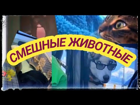 8 минут смеха_ позитива_ смешные животные.mp4