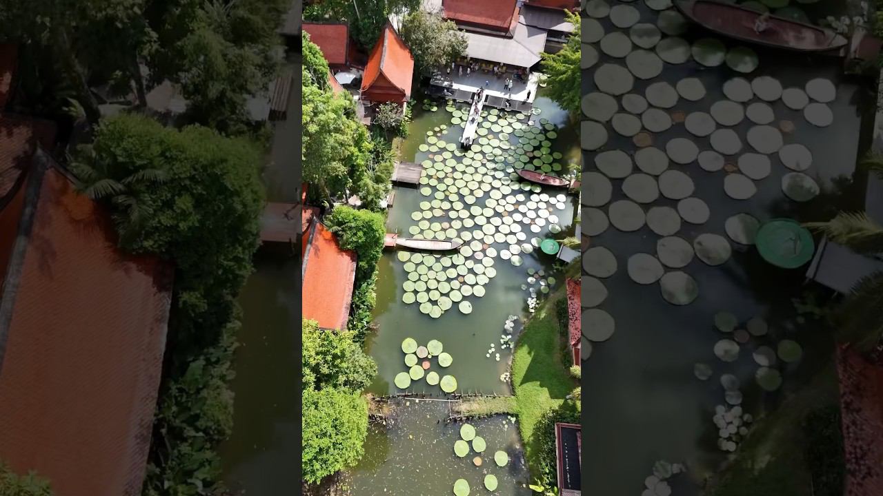 Кафе с кувшинками на Пхукете с высоты птичьего полета  #madoodua #phuket #shorts