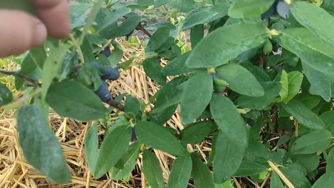 Жимолость Бореал Близзард 2023