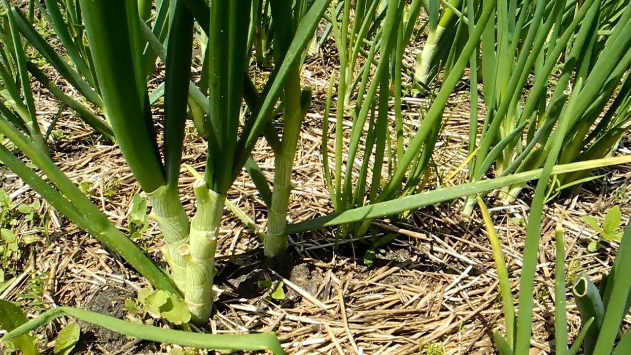 Посадка на зиму,чеснок и лук (результат)