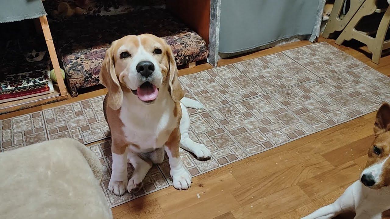 Собаки устали от игр и жары. Неугомонный Буля