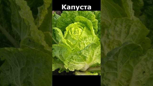 Вот какие должны быть домашние овощи!