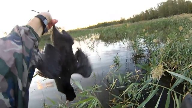 (18 ) БУДЕМ ИСКАТЬ (охота на утку - сезон осень 2018).mp4