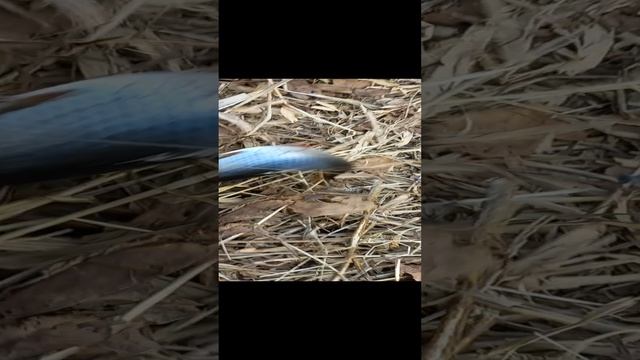 ловим плотву 5 марта