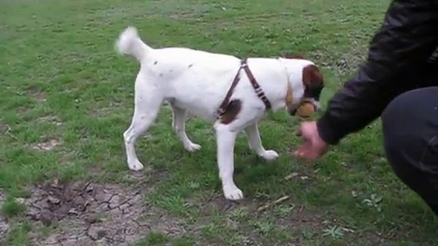 Гладкошерстный фокстерьер по кличке Лой (Папа-кобель наших щенков от 03 апреля 2018 года)