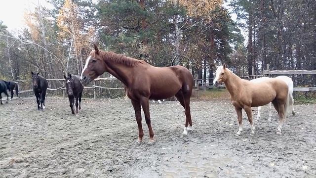 Замирает сердце, когда сознаешь какой вклад внесли эти животные в историю человечества.