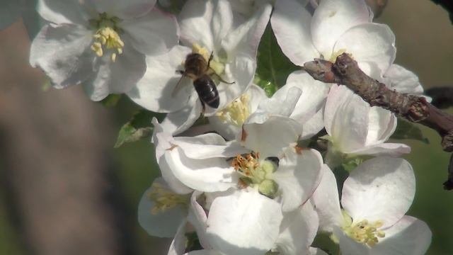 "Белая веточка яблони"  Яна Суворова