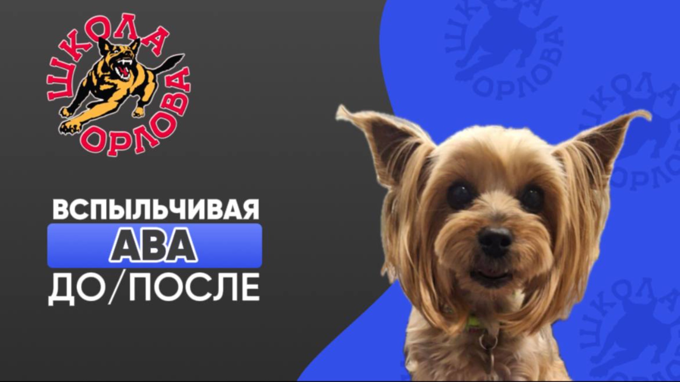 Надежда и Йоркширский терьер Ава