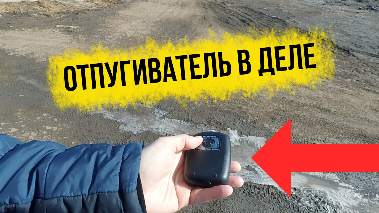 Маша травмировалась. Отпугиватель собак в деле. Шпицы - помощники. Стол IKEA в разрезе