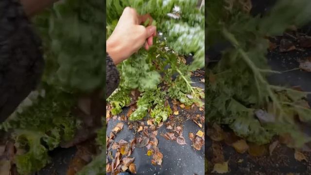 Едим капусту до минус 10, из под снега