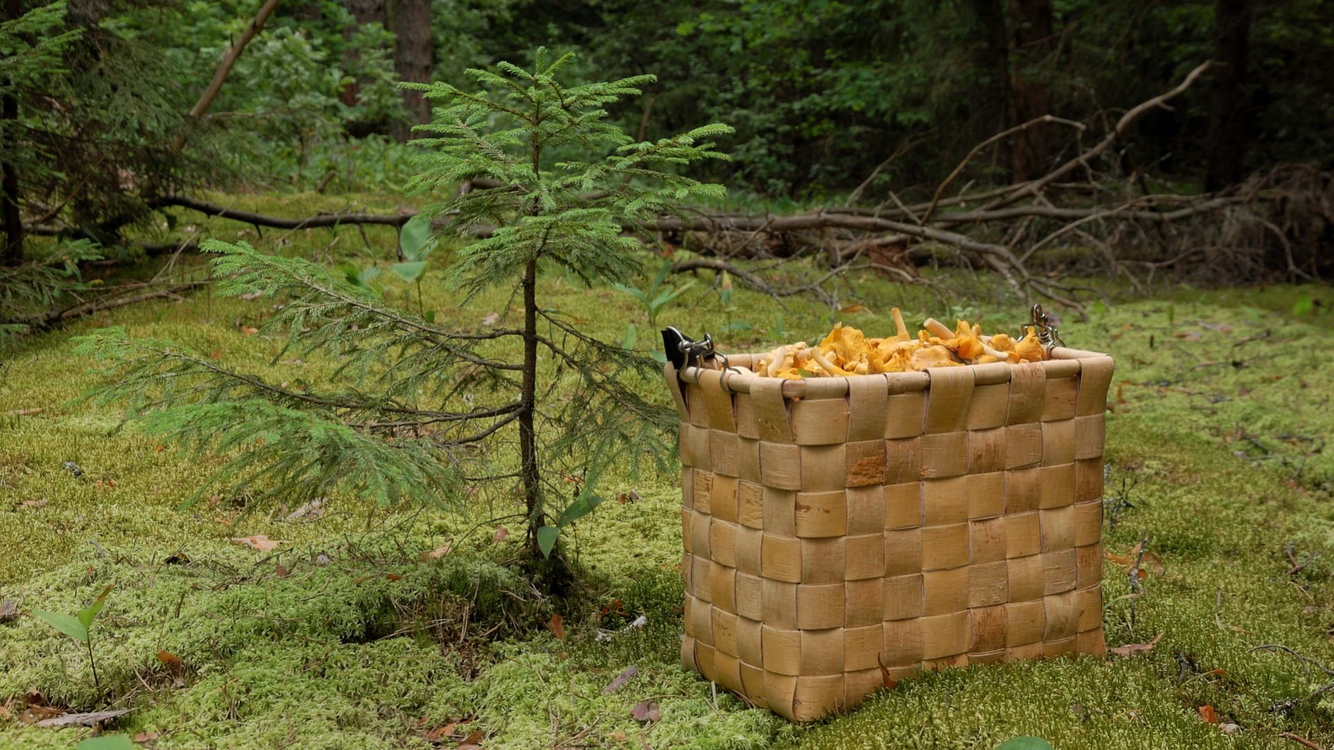 Как сделать берестяной кузовок (корзину) 20 литров. Второй вариант с учётом предыдущего опыта.