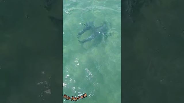 Дельфины🐬🐬🐬🐬🐬🐬🐬🐬🐬