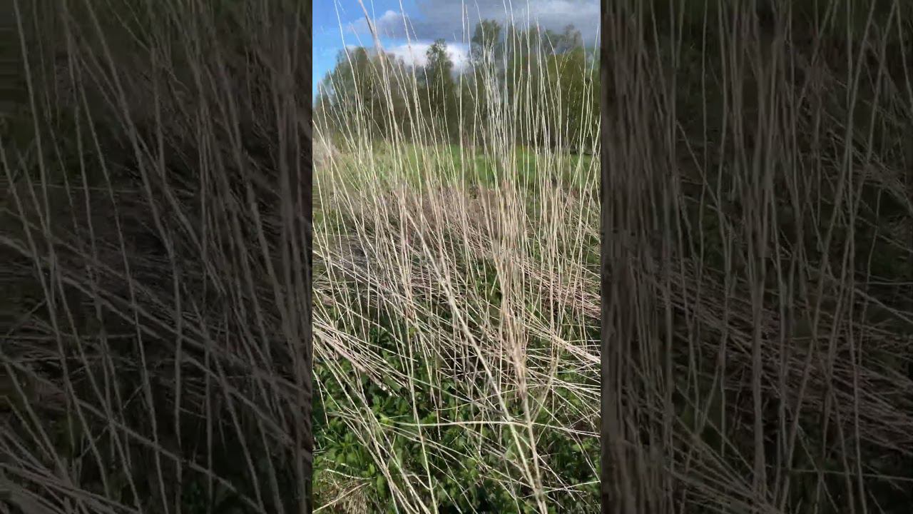 Крапива прошлогодняя - на кудель, на рукоделье…