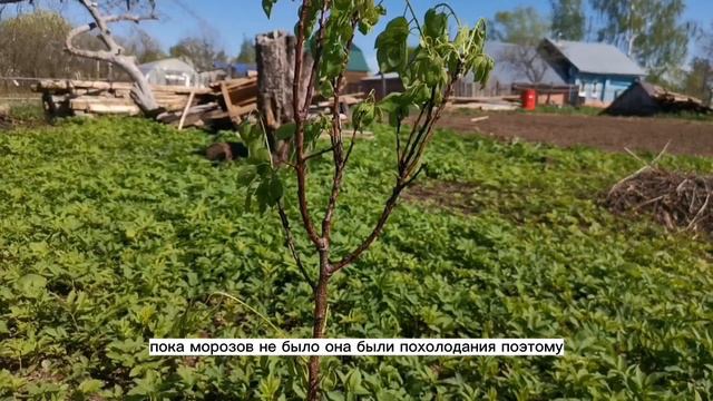 Наши плодовые посадки в 2023 году, обзор