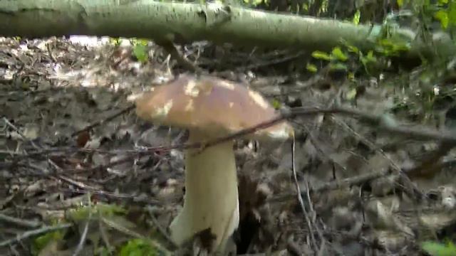 Тихая охота - Лесные находки