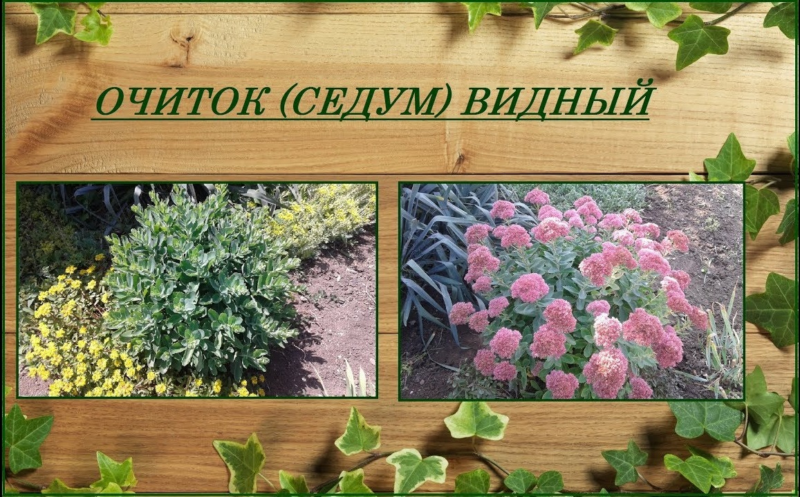 Очиток или седум видный - одно из самых приметных осенних растений