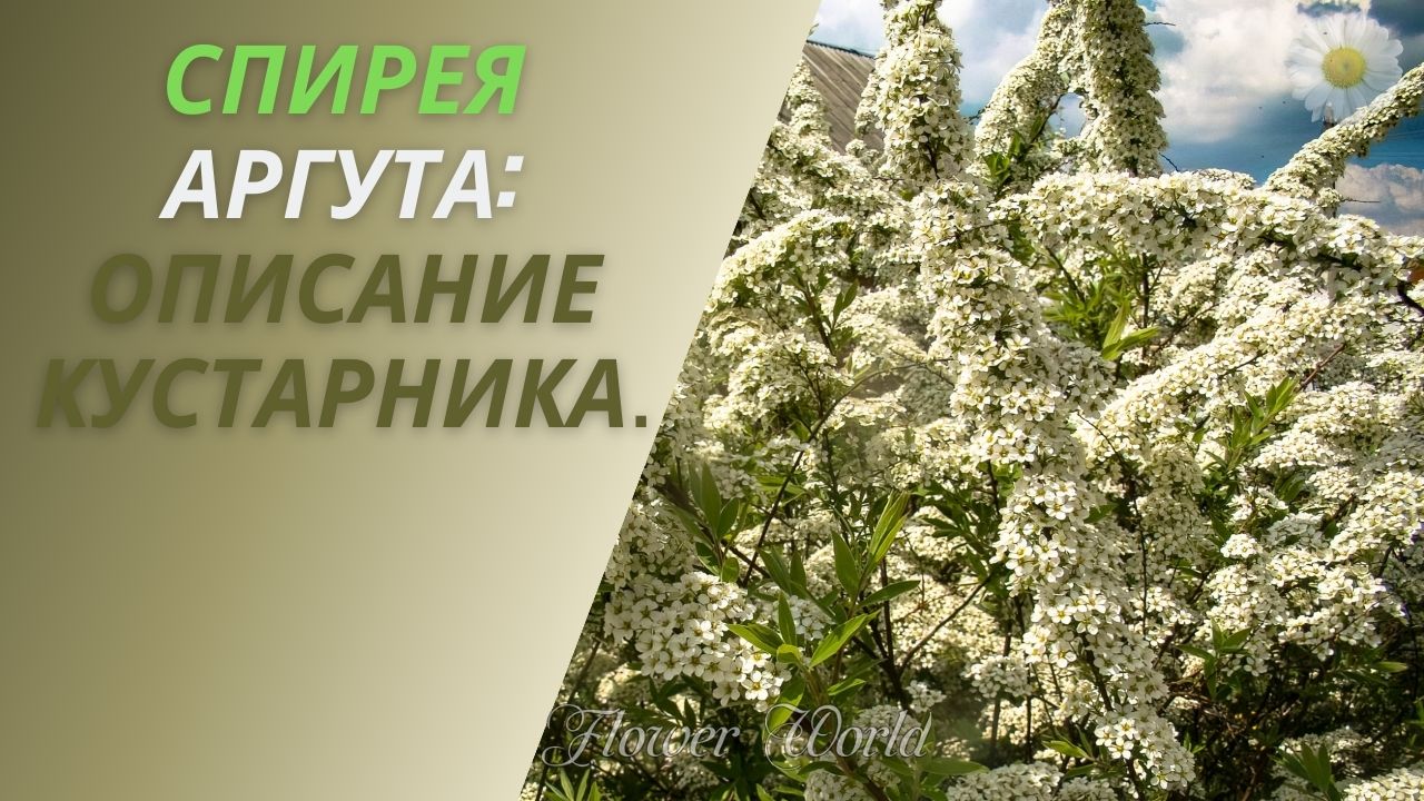 Описание кустарника - Спирея Аргута.