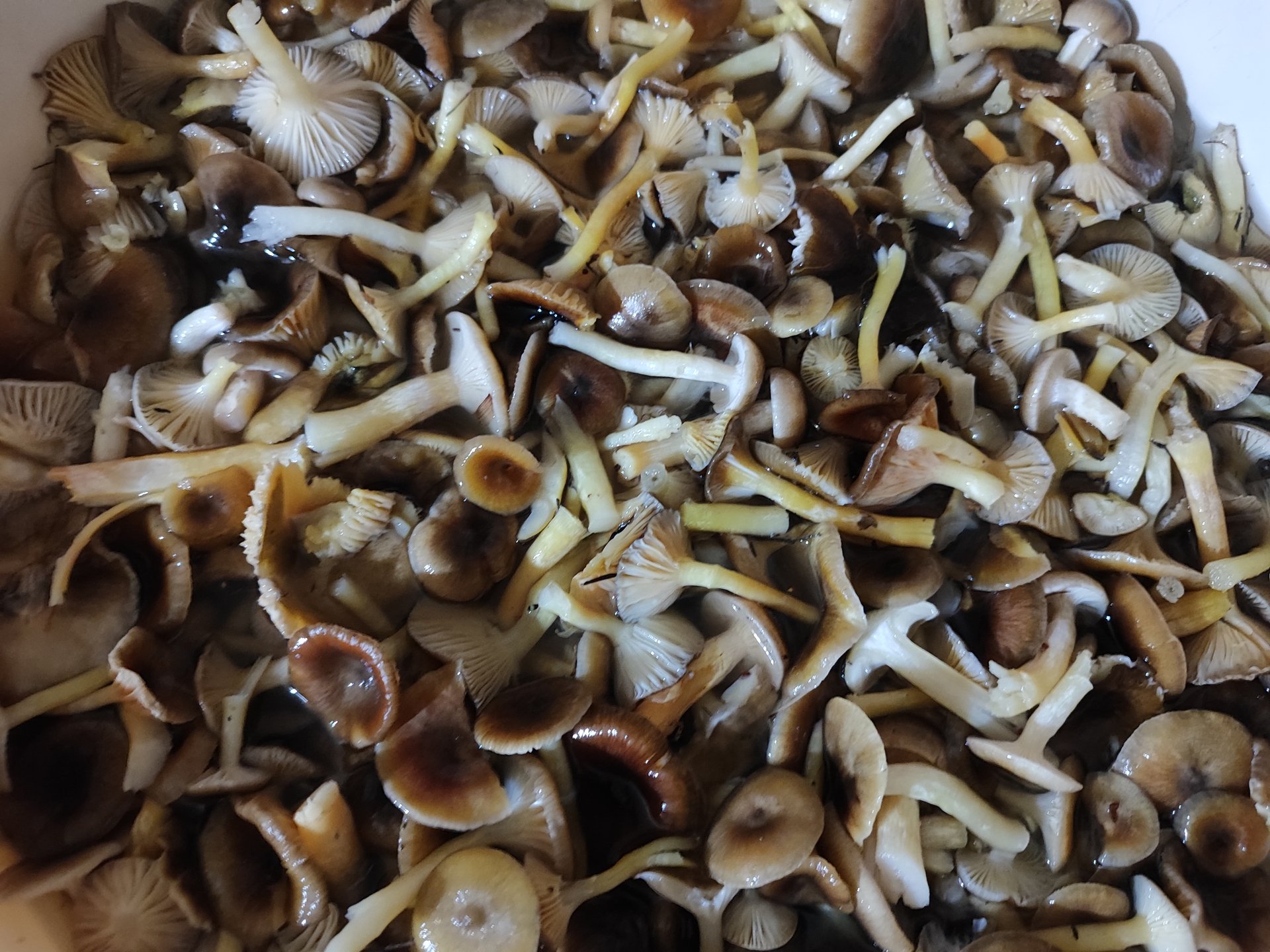 За грибами в снежный лес. Гигрофор Поздний.