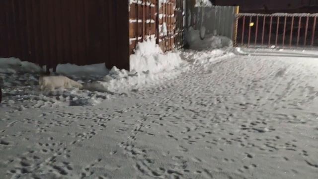 Таймыр Дудинка песцы разгулялись