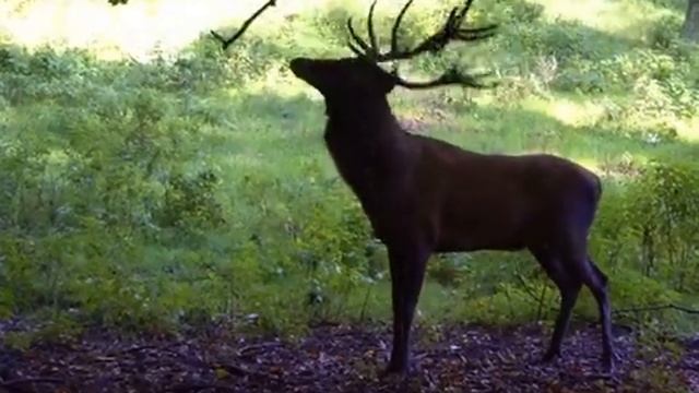 555 ревущих оленей обитает в Кавказском заповеднике - Лагонаки.ру