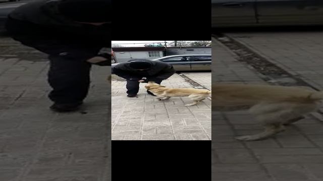 Пёсель утянул перчавичку