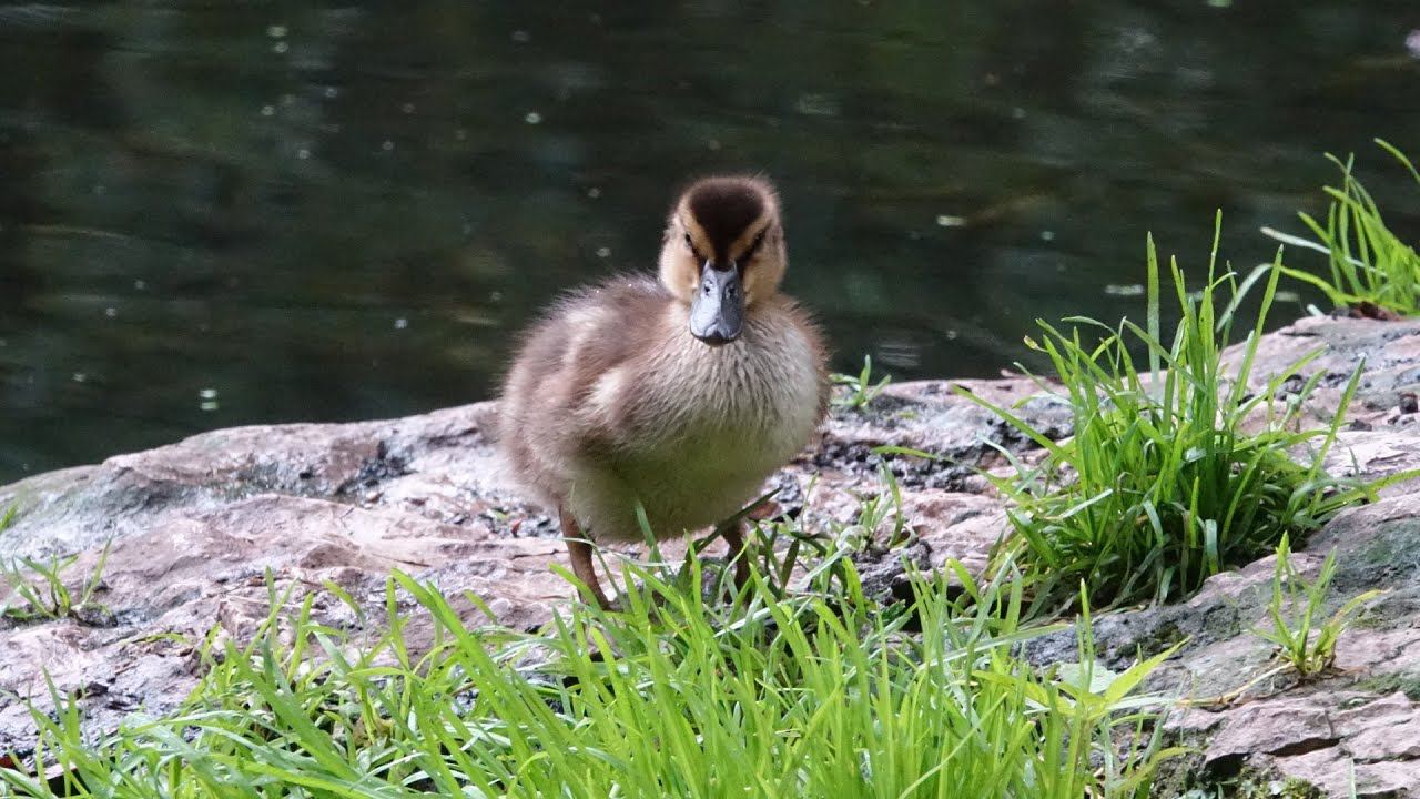 Маленькие ныряльщики