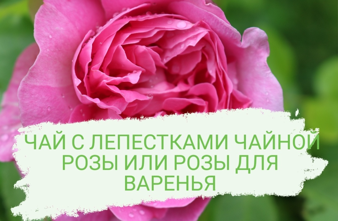ЧАЙ С ЛЕПЕСТКАМИ ЧАЙНОЙ РОЗЫ ?