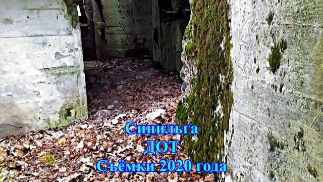 Болотная черепаха 6 Иная история Молодой