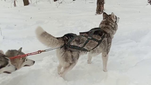 Поздравляю всех причастных с Днём Ездовых Собак!!!