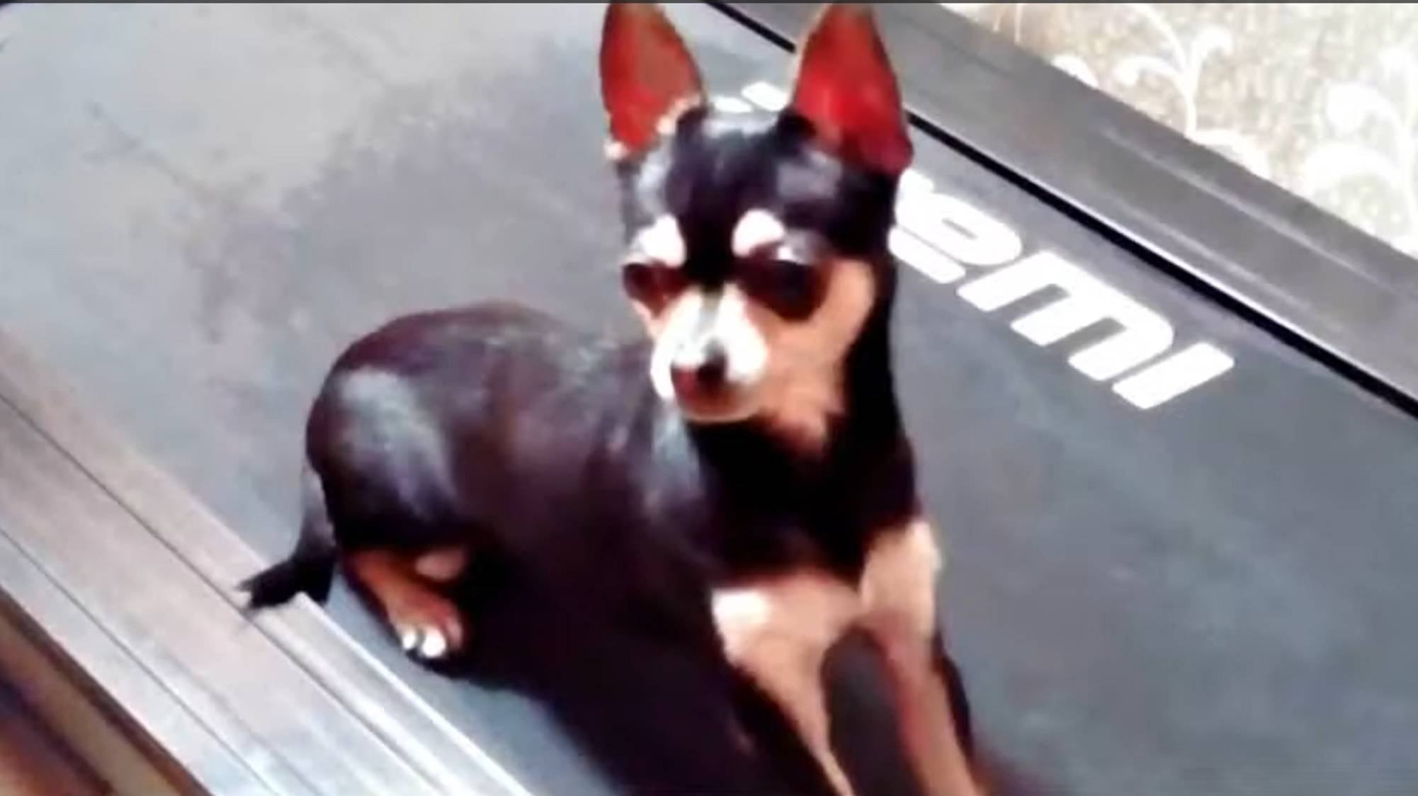 Собачка Вилли и ребенок на беговой дорожке!