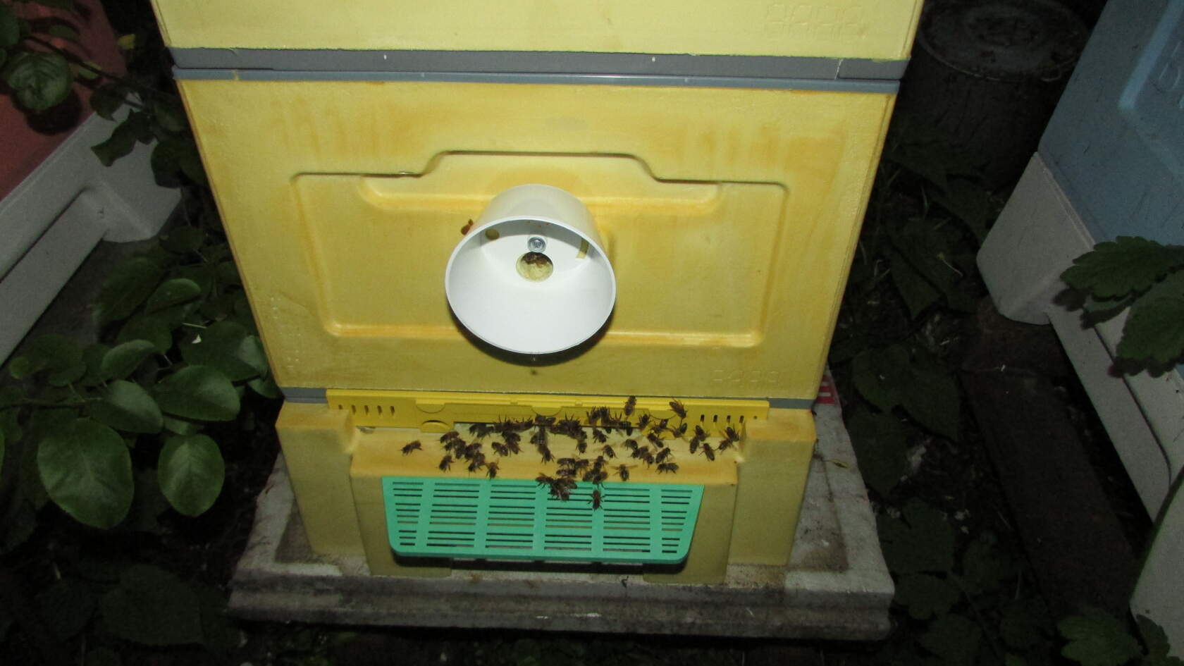 30 мая 2022 год - пересаживаю пчел из 10 рамочного улья в улей Кука фирмы BienenHaus