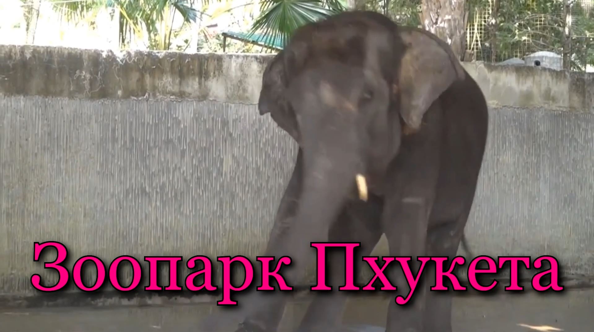 Зоопарк Пхукета. Крокодил-шоу. Шоу слонов. Часть 1.