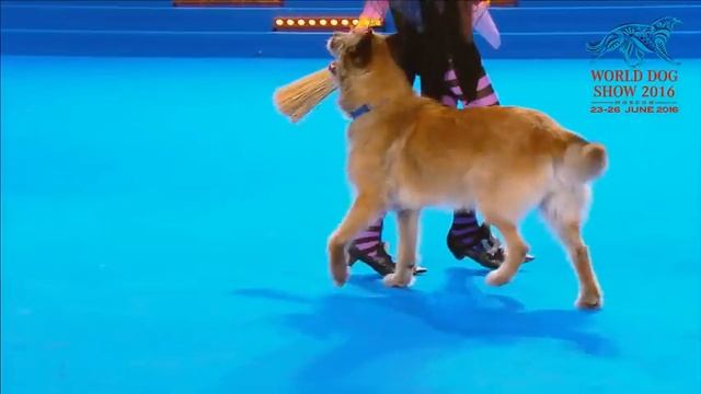 Бельгийская овчарка трюки