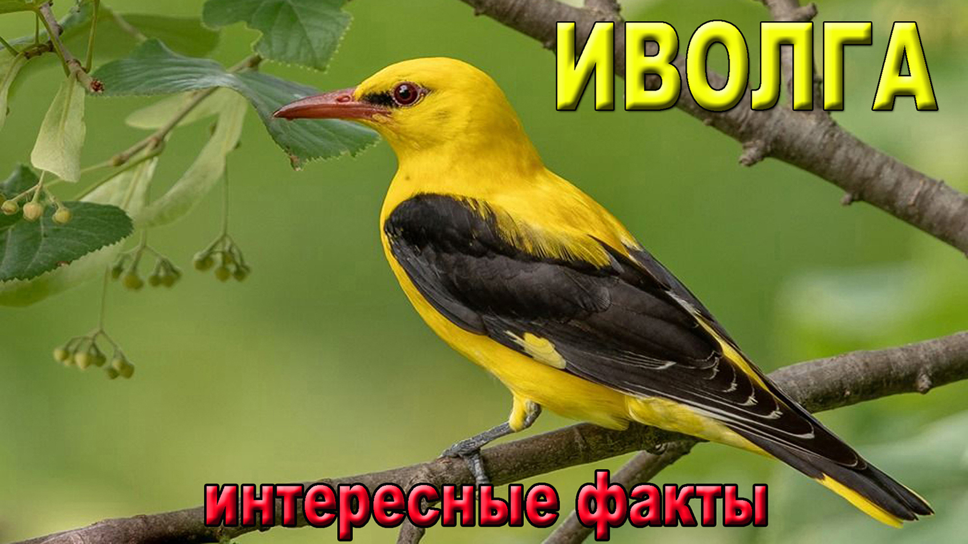 Иволга, интересные факты.