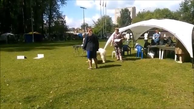 Наши домашние питомцы.Национальная выставка собак всех пород ранга САС ЧФ РФЛС Столица Москва2 08 20