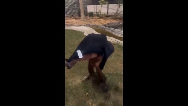 Баребушки #30 /подборка смешных видео/приколы/видосы/